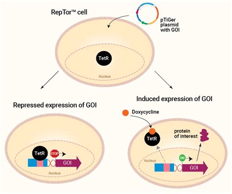 Tet On Cell Lines Invivogen