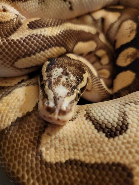 Scales Head Ball Python Or Something Else Ball Pythons MorphMarket Reptile Community