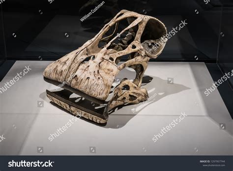 Nigersaurus Skull