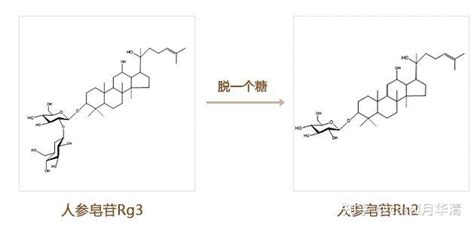 人参皂苷rg3有哪些功效，到底好不好 知乎