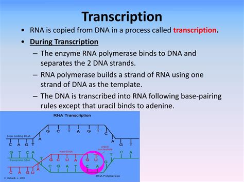 PPT DNA And RNA PowerPoint Presentation Free Download ID