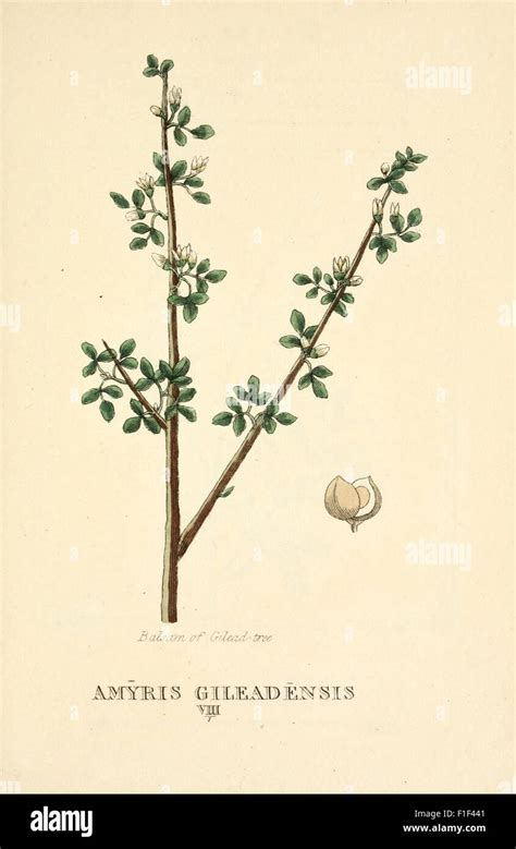 Elements Of The Science Of Botany Is A Foundational Text That Explores The Principles Of Botany