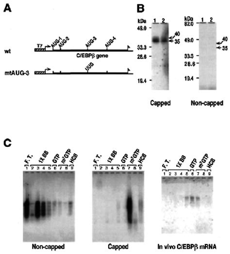 Analysis Of C Ebpβ Mrna A Schematic Presentation Of The C Ebpβ Download Scientific Diagram