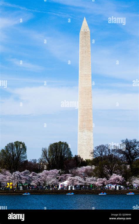 Washington Dc Cherry Blossom With Lake And Washington Monument Stock