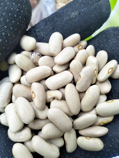 harshil harsil rajma 25 kg at best price in rishikesh id 2853355324091