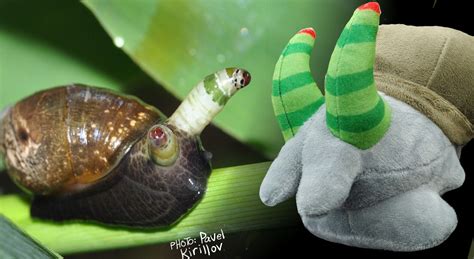 Zombie Snail Parasite Location