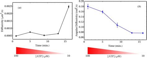 A Dependence Of Myosin Ii Filament Translational Diffusivity On The