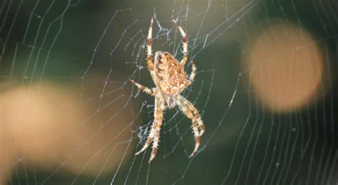 Natural Spider Repellents Use These Ingredients If You Have A Spider
