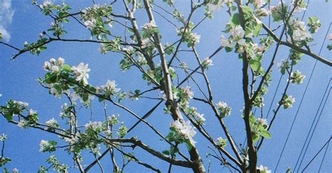 가지 경치 경치가 좋은 계절 계절성 계절의 변화 고요한 과일 꽃 과일 나무 광합성 깨끗한 공기 꽃 꽃 가지 꽃무늬 꽃이 만발한 나무 꽃이 피는