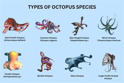 Exploring The Fascinating World Of Octopus Species Ocean Action Hub