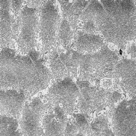 Pdf Improved Single Crystal Superalloys Cmsx 4® Sls [la Y] And Cmsx 486®