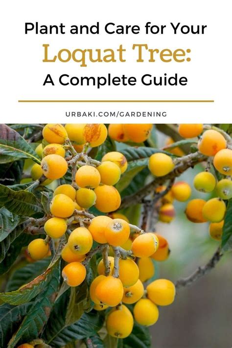 Plant And Care For Your Loquat Tree A Complete Guide Pruning Loquat