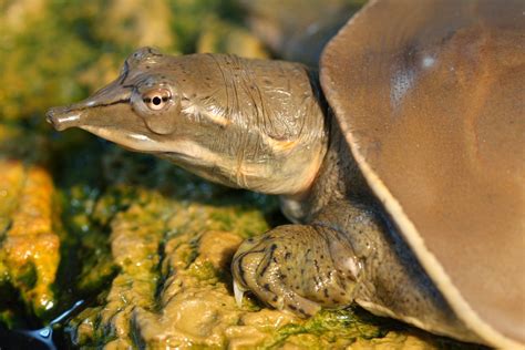Vibrators Could Save Turtles From Extinction Newsweek