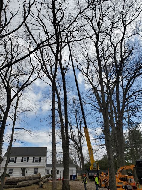 Watertown CT Tree Removal Company Best Tree Removal Service Near Me Hillview Tree Removal