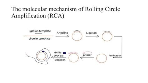 Rca Rolling Cycle Amplification Is A Isothermal Pptx