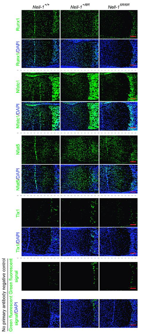 Immunofluorescent If Staining Of Runx3 Promoter Binding Download Scientific Diagram