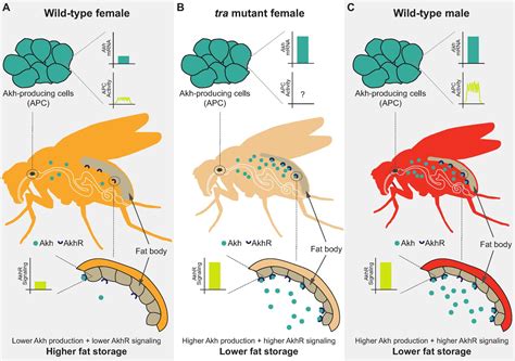 Sex Determination Gene Transformer Regulates The Male Female Difference In Drosophila Fat