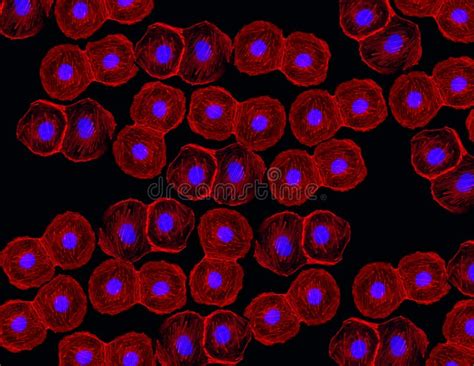Immunofluorescence Of Stem Cells Labeld With Fluorescent Monoclonal Antibodies Stock