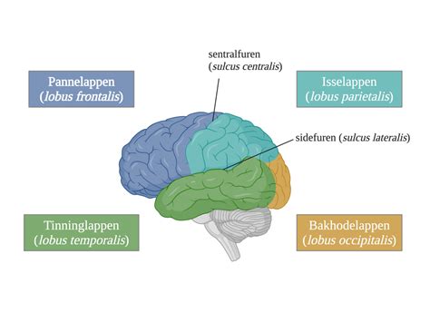Cerebral Cortex Funksjon For Barn