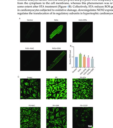 Stachydrine Hydrochloride Sta Alleviates Ros Production In Adult Download Scientific Diagram