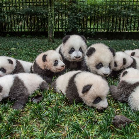 Giant Panda Cubs Cute Giant Panda Cub Xiao Qi Ji Celebrates First