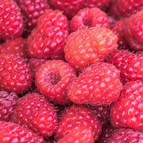 Raspberry Pi Programming Dev