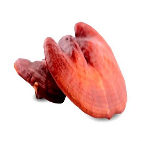 Ganoderma Licidum Reishi Mushroom At ₹ 6900 Kg Reishi Mushroom In