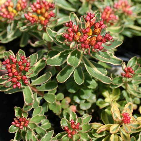Sedum Kamtschaticum Variegatum Variegated Stonecrop From Sandy S Plants