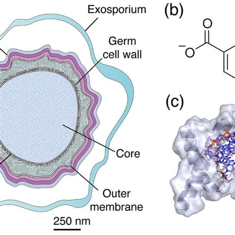 A Schematic Of A Spore Showing The Main Structural Features That Are Download Scientific