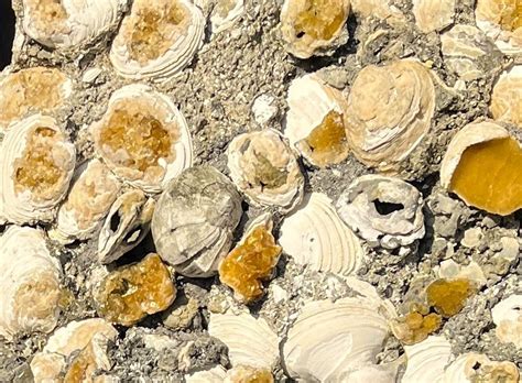 Crystal Clam Wall Okw7 Pacific Geolab