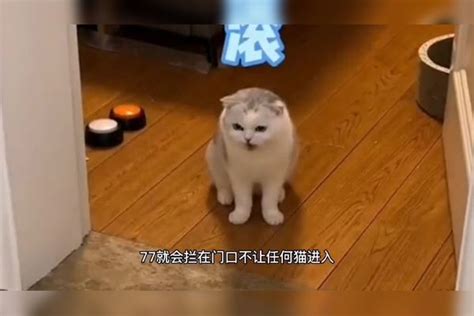 你知道猫猫的占有欲有多强嘛，绝对不能同时摸两个猫，不然就不开心了！猫猫开心