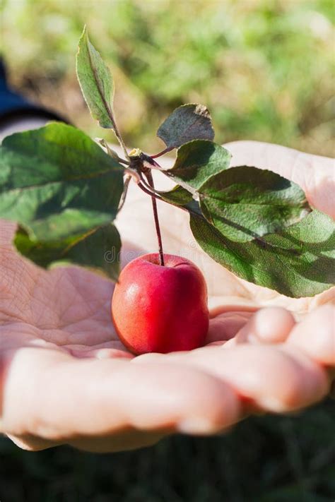 Close Up Of Apple With Leaves In Human Palms Stock Image Image Of