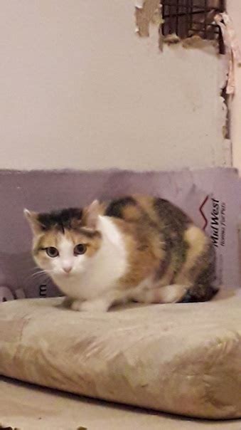 Трехцветная красотка засиделась на передержке Кошка Татушка ищет хозяев Активная шустрая кошь К