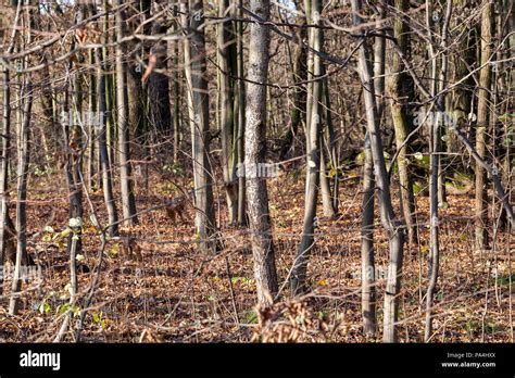 Deciduous Trees Definition Types And Examples Biology 41 Off