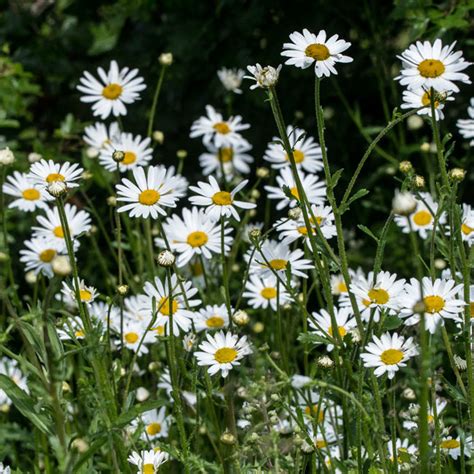 Oxeye Daisy