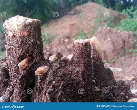 Soil Particles Surrounding The Anthill Structure Royalty Free Stock Image CartoonDealer Com