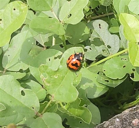 Menochilus Sexmaculatus Fabricius 1781 By Ravi Upadhyay India On 9