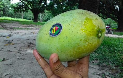 24 Varieties Of Mangoes In India And Where To Find Them