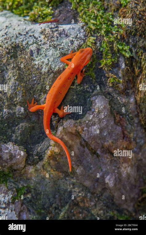 Nature Newt Hi Res Stock Photography And Images Alamy