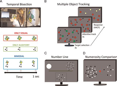 Illustration Of Tasks And Stimuli A Temporal Bisection Three