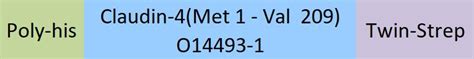 Human Claudin 4 Protein Histwin Strep Tag Detergent Acrobiosystems