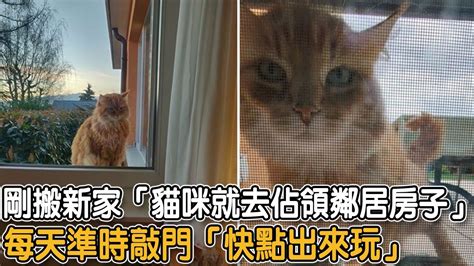 剛搬新家「貓咪就去佔領鄰居房子」每天準時敲門「快點出來玩」貓咪報導 貓鄰居 Youtube