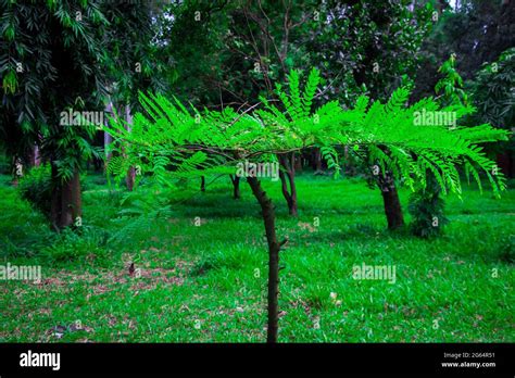 Structure Of A Tree Hi Res Stock Photography And Images Alamy