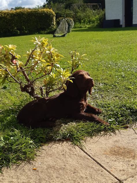 4 Month Old Sprocker Cockerspringer Hope Hes Allowed Here Rcockerspaniel