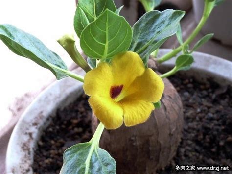 世界十大極品塊根 多肉植物欣賞及養護 iFuun