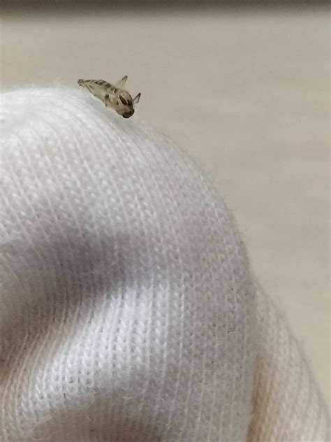 鑑定 鑑定 請問這是甚麼蟲 昆蟲板 Dcard