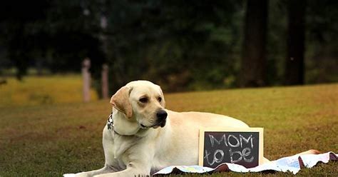 Iris Is A Mom To Be Should Have Some Lab Pups In A Little Over A Week Album On Imgur