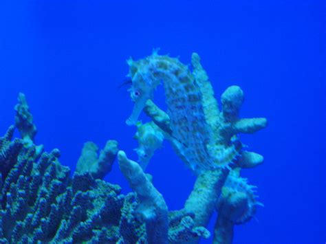 Ghost Pipefish Pipefish Seahorses And Sea Dragons Maduro Dive