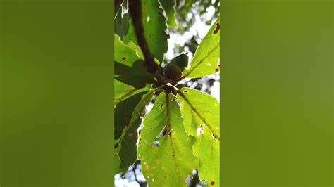 초가을빛 도토리 잎 몸앤네이쳐 Natureofkorea 도토리 힐링healing 나무 열매 참나무잎 도토리열매 식물 Youtube