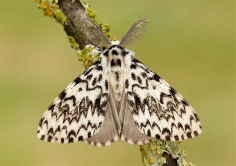 Identify A Moth Butterfly Conservation